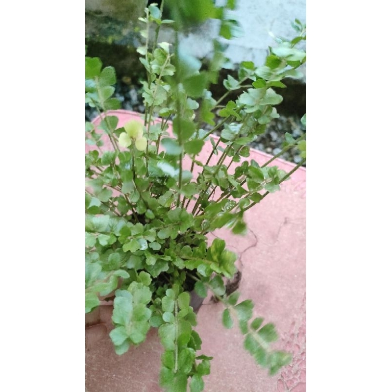 Butterfly Fern (live plant) | Shopee Philippines