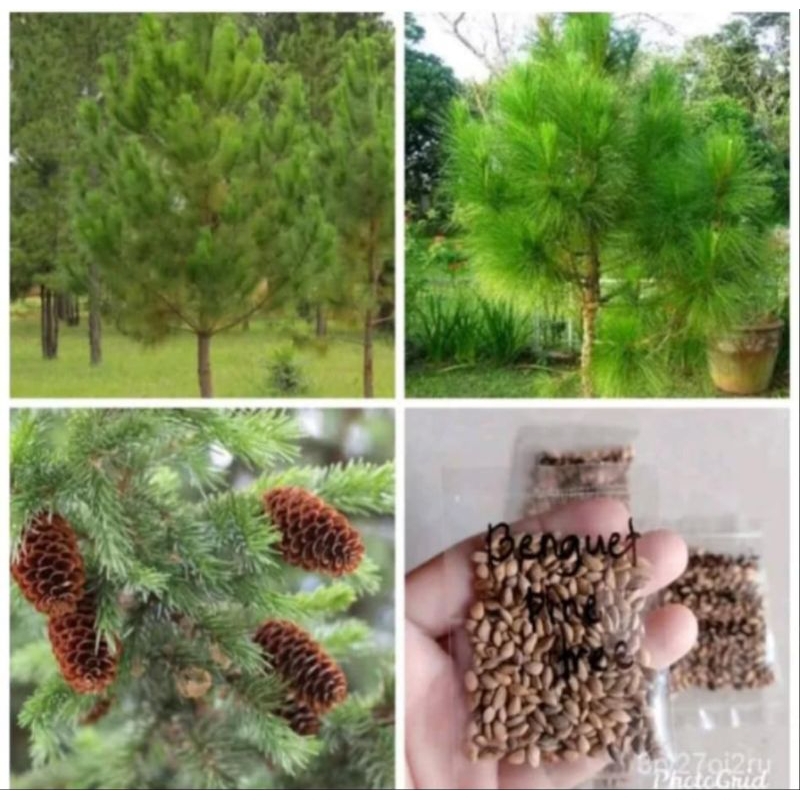 BENGUET PINE SEEDS (25 SEEDS) BUY 2 GET 1 FREE | Shopee Philippines
