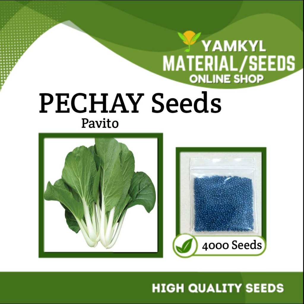PECHAY SEEDS-Pavito Variety-high quality vegetable seeds | Shopee ...