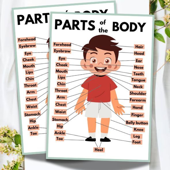 LAMINATED CHARTS " PARTS OF THE BODY", EDUCATIONAL CHART FOR KIDS ...