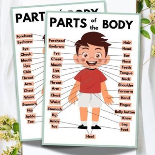 1 PC. LAMINATED CHARTS " PARTS OF THE BODY", EDUCATIONAL CHART FOR KIDS ...