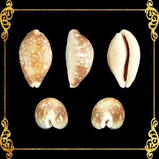 Cyprea Vittelus | Lyncina Vitellus | 0.5 - 2 Inches | Shopee Philippines