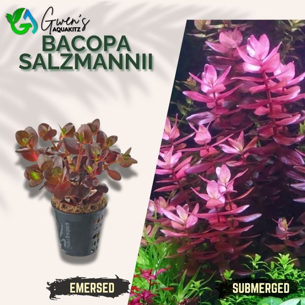 BACOPA SALZMANNII PURPLE (5 stems/order) by Gwen's Aquakitz - Rare ...