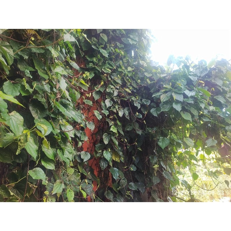 betelleaves,ikmo,buyo | Shopee Philippines