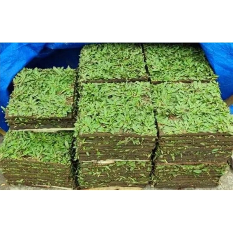 FROG GRASS LIVE GRASS 4 BLOCKS P100 ONLY LIVE READY TO INSTALL GRASS ...