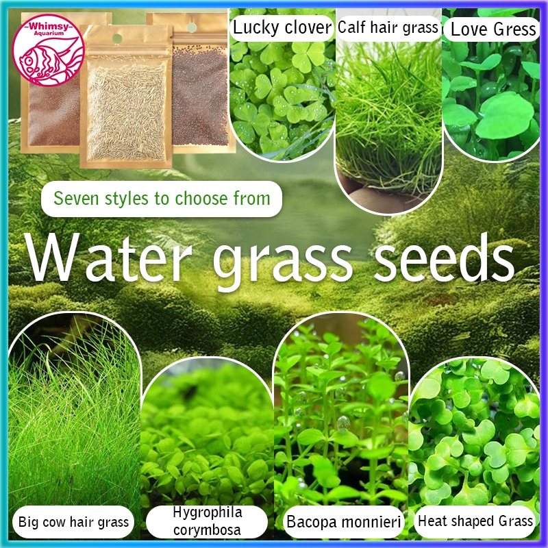 10G Aquarium Plant Seed Rumput Air Akuarium Aquatic Plants Water Grass ...