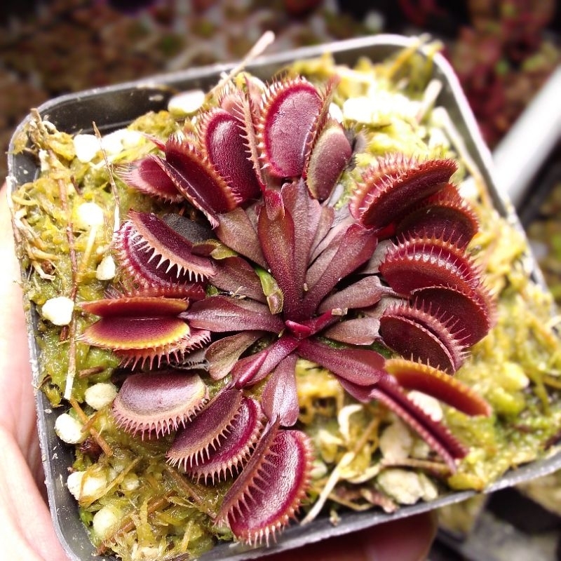 RED PI.RAN.HA VFT (potted) | Shopee Philippines