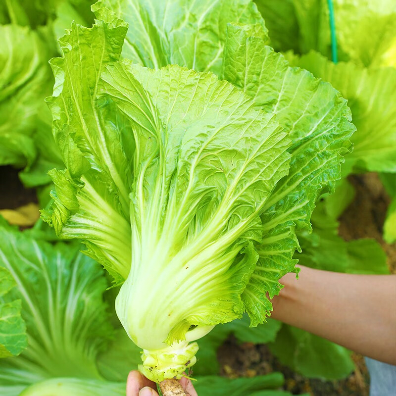 MUSTARD (500 seeds)/ MUSTASA SEEDS Chinese/High yield/Easy to grow ...