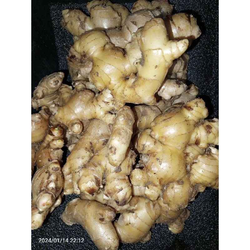 Luya/ginger local ginger | Shopee Philippines
