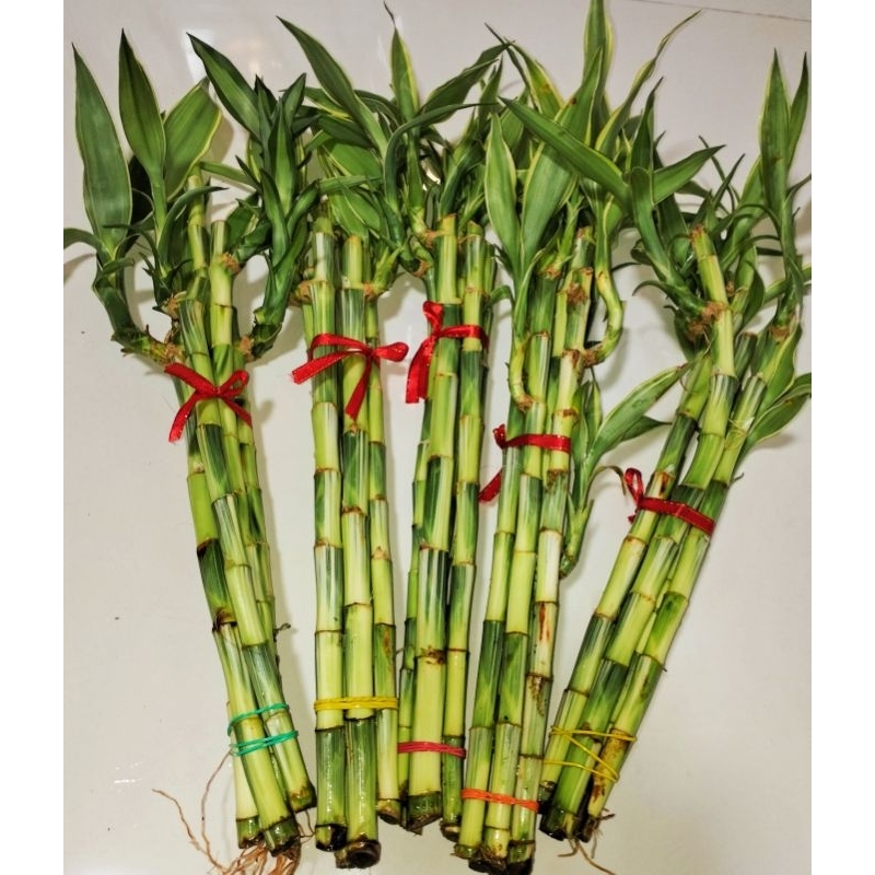 Lucky Bamboo White-Green Stalks (1 stalks, 3 stalks & 5 stalks per ...