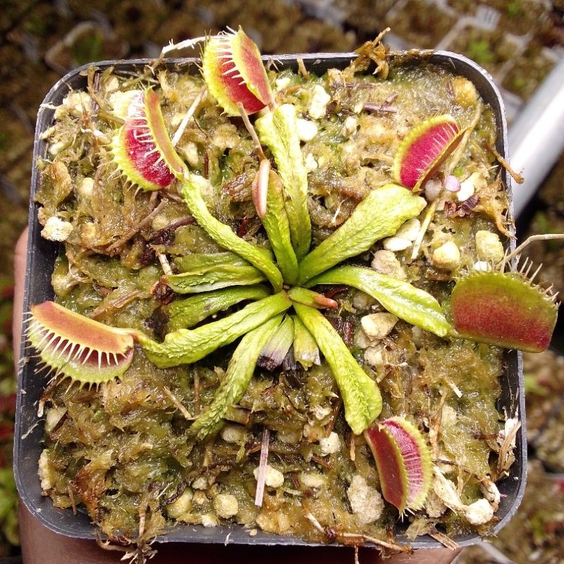 SCHUP DES.TRUC.TION Vft (potted ) | Shopee Philippines