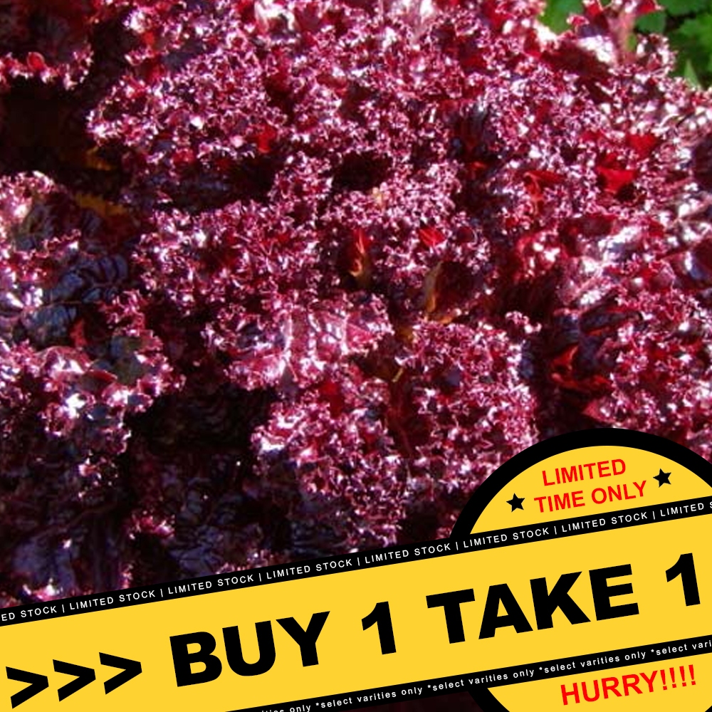 Lettuce - Red Lollo Rosa Lettuce Seeds - Vegetable Seeds - Salad Seeds ...