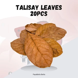 Shop betta fish for Sale on Shopee Philippines