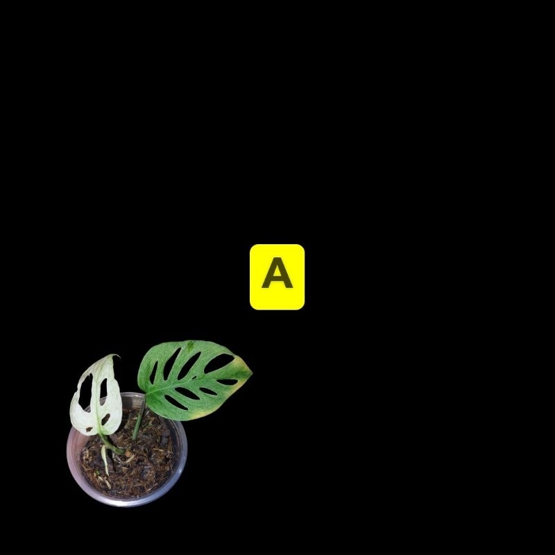Monstera acuminata mint | Shopee Philippines