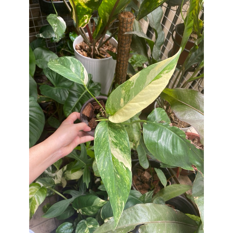 epipremnum pinnatum albo/ epi marble/ epi albo/ epi sunburst/ live ...