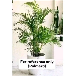 Shop palmera plant for Sale on Shopee Philippines