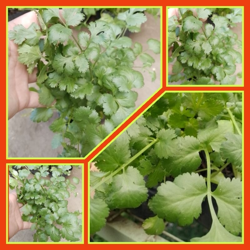 Coriander/ Cilantro "Wansoy " Live Herbs | Shopee Philippines