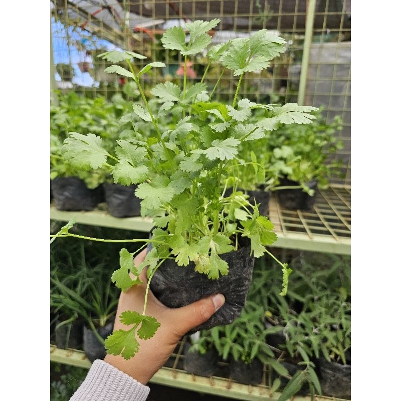 Cilantro or Coriander | Shopee Philippines