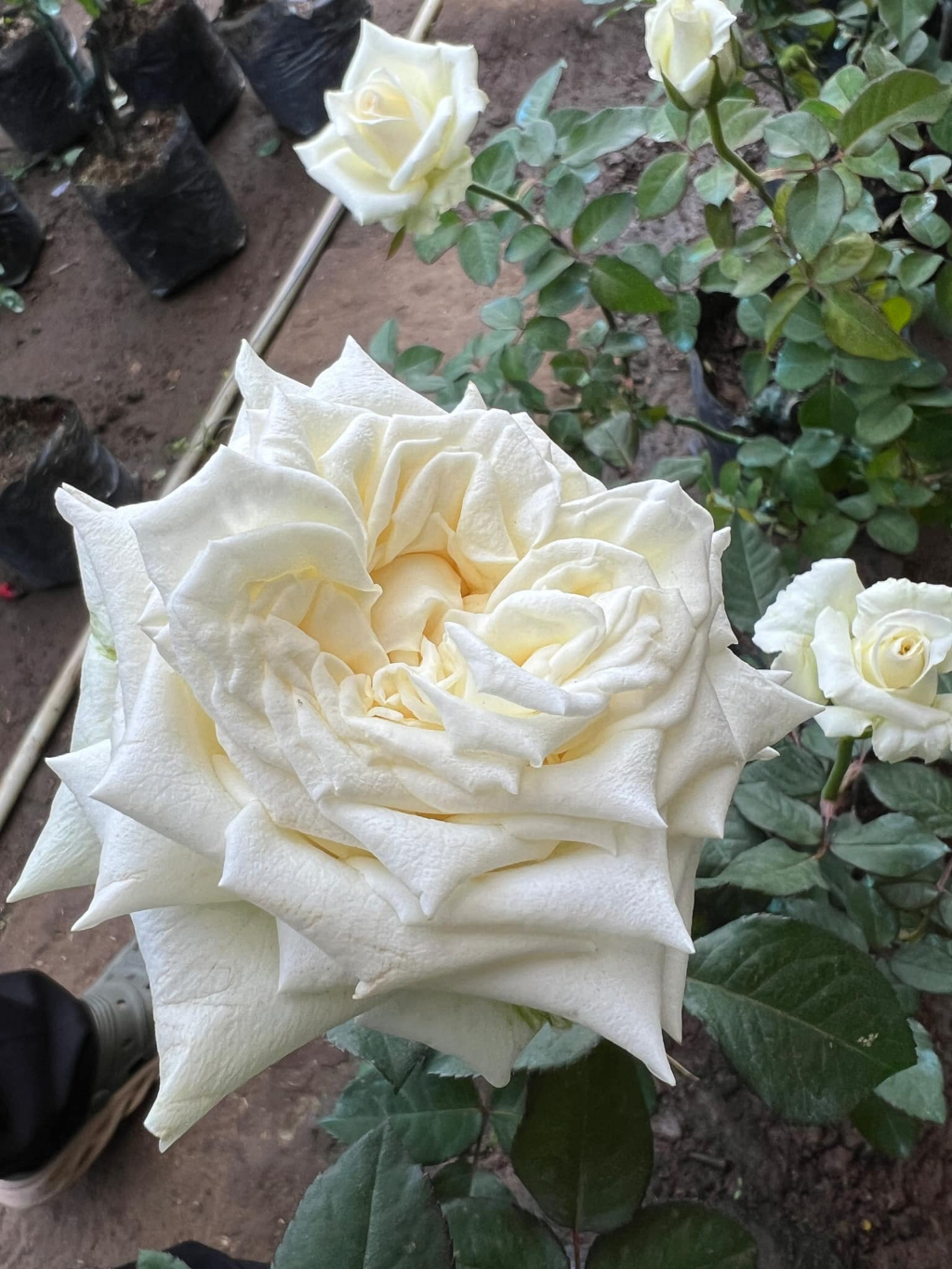ALABASTER ROSE REAL PLANT with FREE plastic seedling bag and garden ...