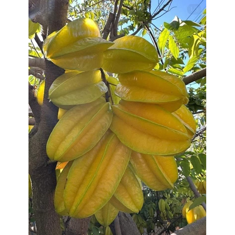 Balimbing /Carambola seeds for planting(5Seeds) | Shopee Philippines