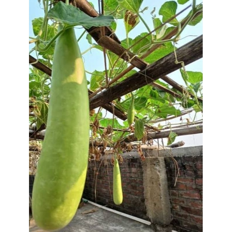Giant Upo Seeds for planting/Long Variety High Germination Rate(25seeds ...
