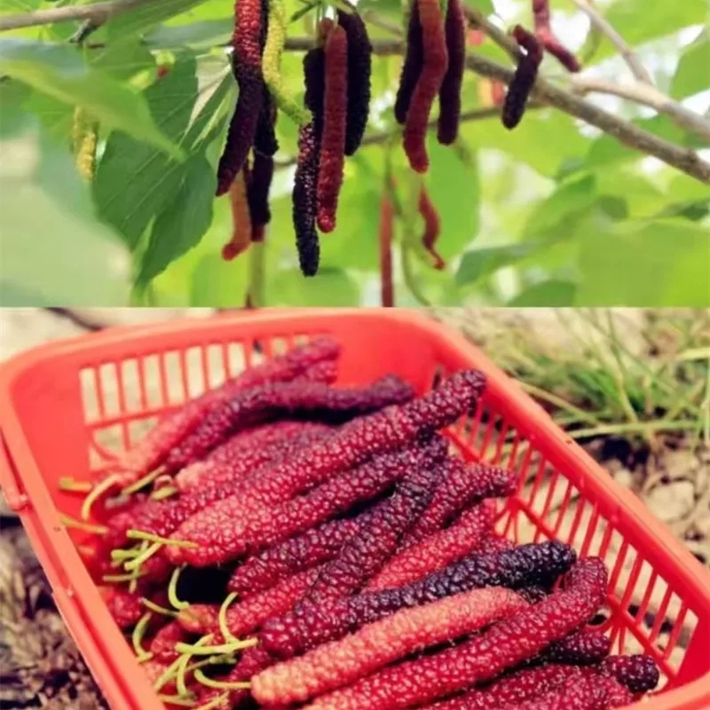 Fresh Mulberry Seeds for Planting (100pcs Seeds) Rare Mulberry Bonsai ...