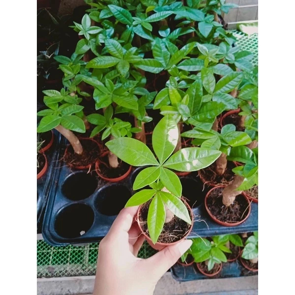 Rare Bonsai / Starfish Boncel Snakeplant / Hybrid Boncel in Medium Size ...