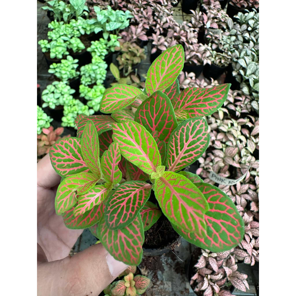 𝐅𝐢𝐭𝐭𝐨𝐧𝐢𝐚 '𝐘𝐞𝐥𝐥𝐨𝐰 𝐒𝐤𝐞𝐥𝐞𝐭𝐨𝐧' 𝐏𝐥𝐚𝐧𝐭 𝐰𝐢𝐭𝐡 𝐅𝐑𝐄𝐄 𝐩𝐥𝐚𝐬𝐭𝐢𝐜 𝐩𝐨𝐭 𝐚𝐧𝐝 𝐠𝐚𝐫𝐝𝐞𝐧 𝐬𝐨𝐢𝐥 ...