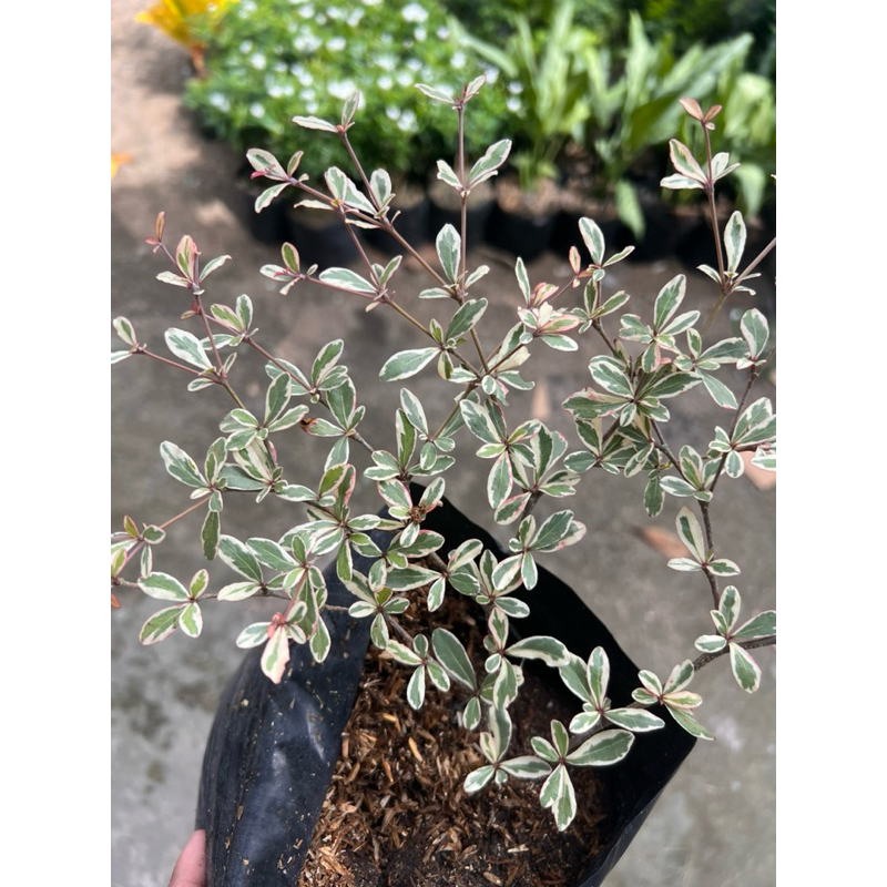 Variegated African Talisay | Live Plant | Small| Rooted Plant | Shopee ...