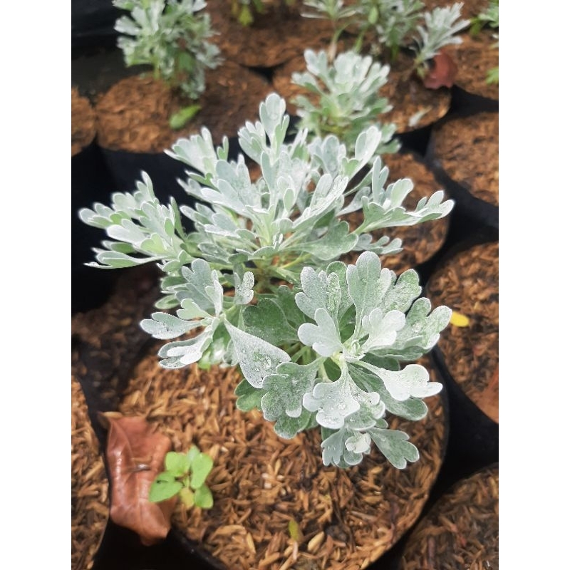 CHINESE LUCKY PLANT ANG HENG HO / PUYENG | Shopee Philippines