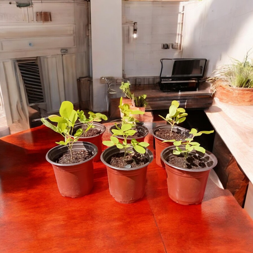 Golden Legume plant also known as Desmodium (seedling) | Shopee Philippines