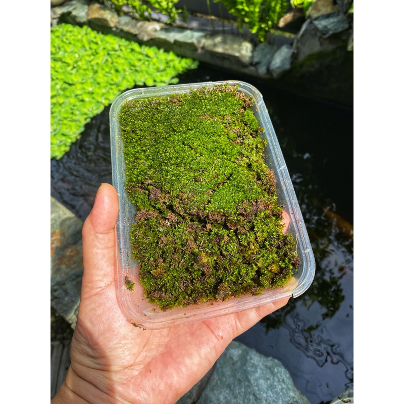 Land moss for terrarium (J&T) | Shopee Philippines