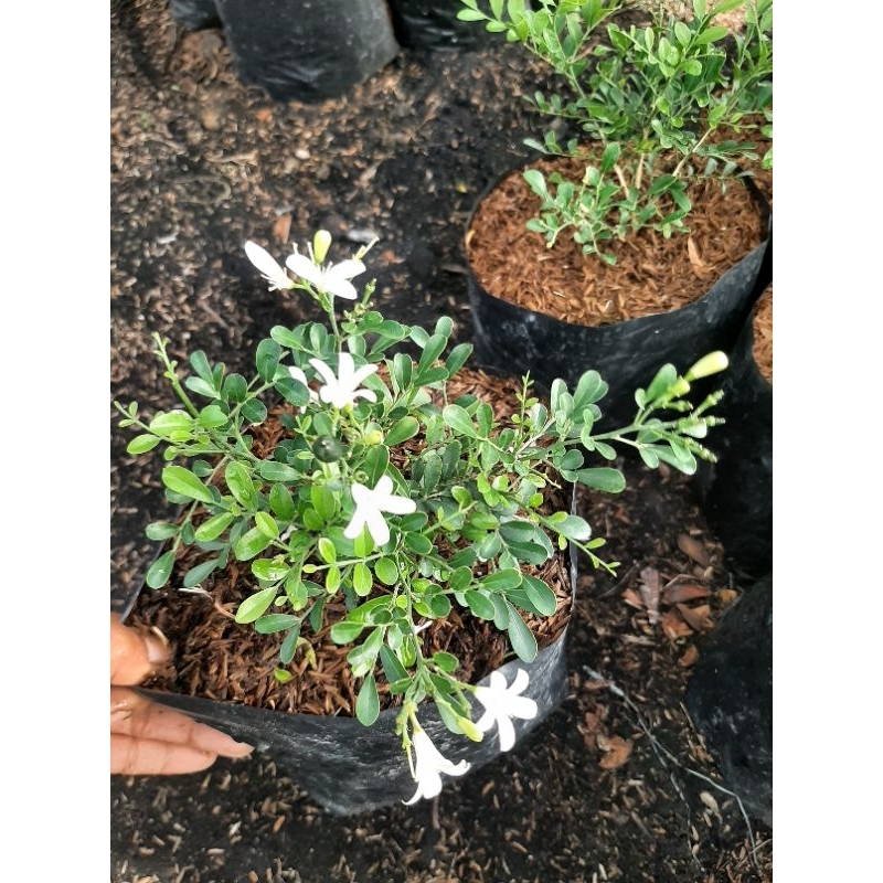 Dwarf Kamuning (mabango bulaklak) | Shopee Philippines