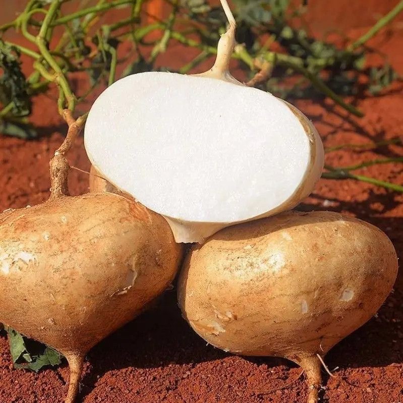 (10PCS/PACK) Singkamas Seeds-Turnip Seeds garden bonsai fruit vegetable ...