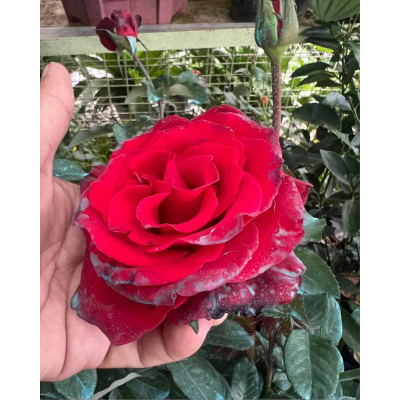 American gala red rose(thornless rose) | Shopee Philippines