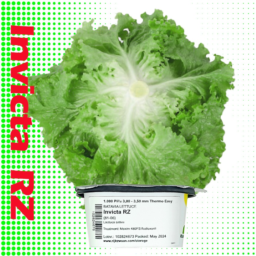 Invicta by Rijk Zwaan | Green Batavia | Pelletized Seeds | Original ...