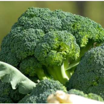 Broccoli Seeds - (150seeds/pack) Broccoli Vegetable Seeds / Broccoli ...