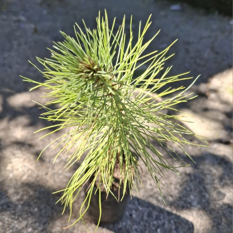 benguet pine tree/baguio pine tree | Shopee Philippines