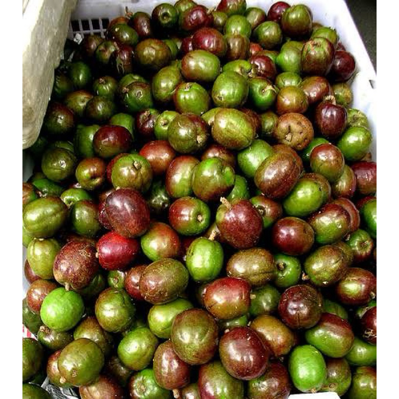 Sineguelas Fresh cuttings / Spanish plum per piece + freebies | Shopee ...