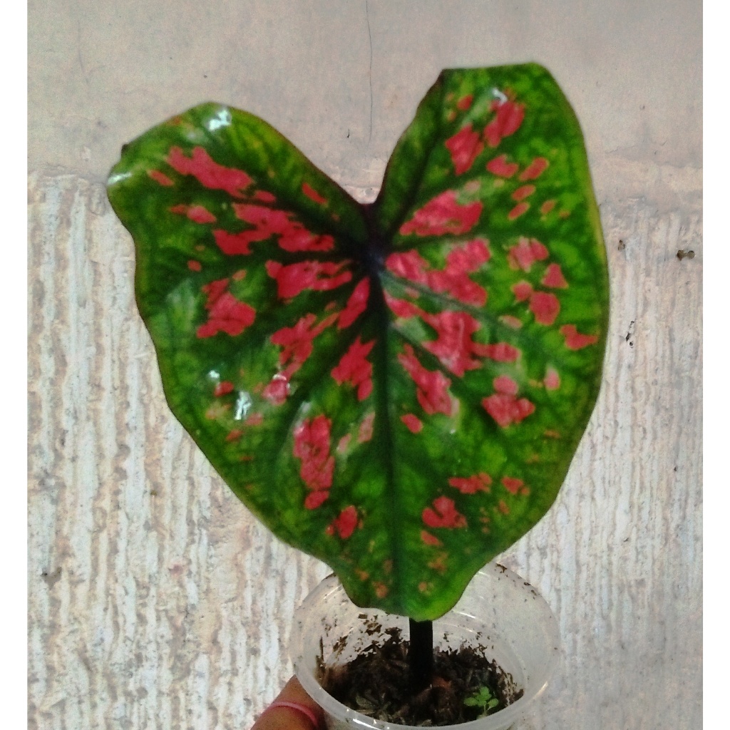 New Hybrid Caladium Tnai Variety | Shopee Philippines