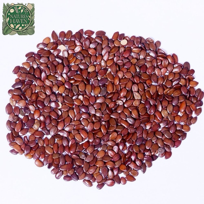 Ipil-ipil seeds for planting (for large order) *new harvest | Shopee ...