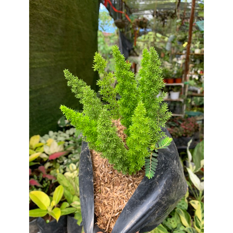 FOXTAIL (live plant) | Shopee Philippines