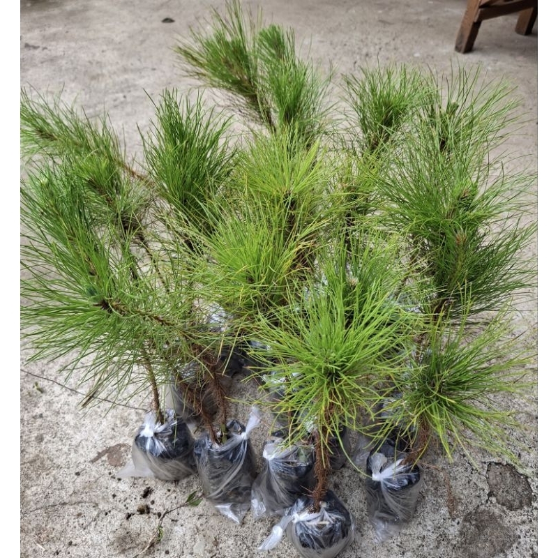 baguio pine tree/benguet pine tree | Shopee Philippines