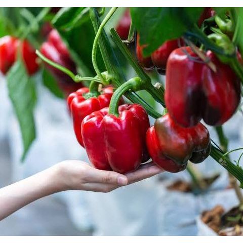 High Yield Sweet Bell Pepper Seeds (100 Seed)/ Bell Pepper Seed ...