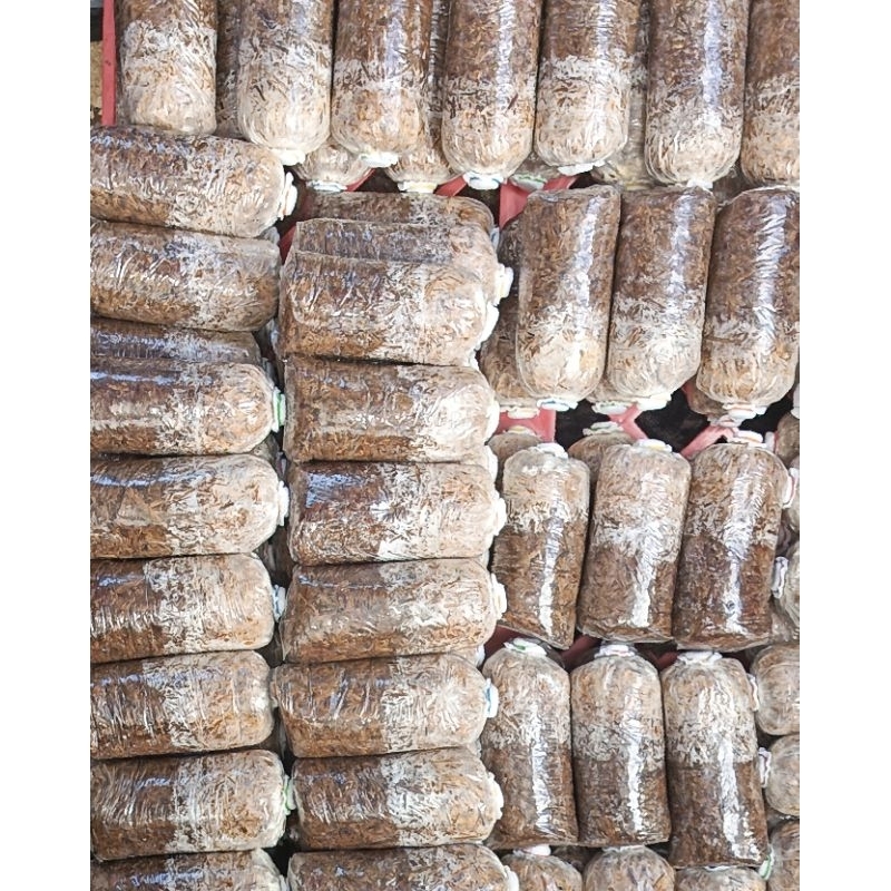 Buy 50 white oyster mushroom fruiting bags from Bohol Mushrooms, white ...