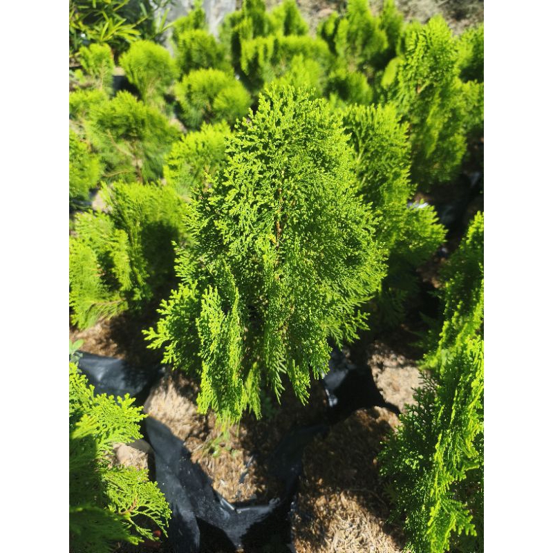 FAN CYPRESS LIVE PLANT‼️1FT HEIGHT ( BUY 5 PLUS 1) | Shopee Philippines