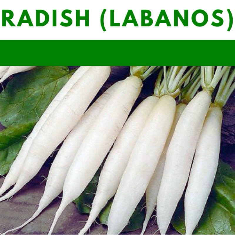 LABANOS Radish vegetable repacked seeds | Shopee Philippines