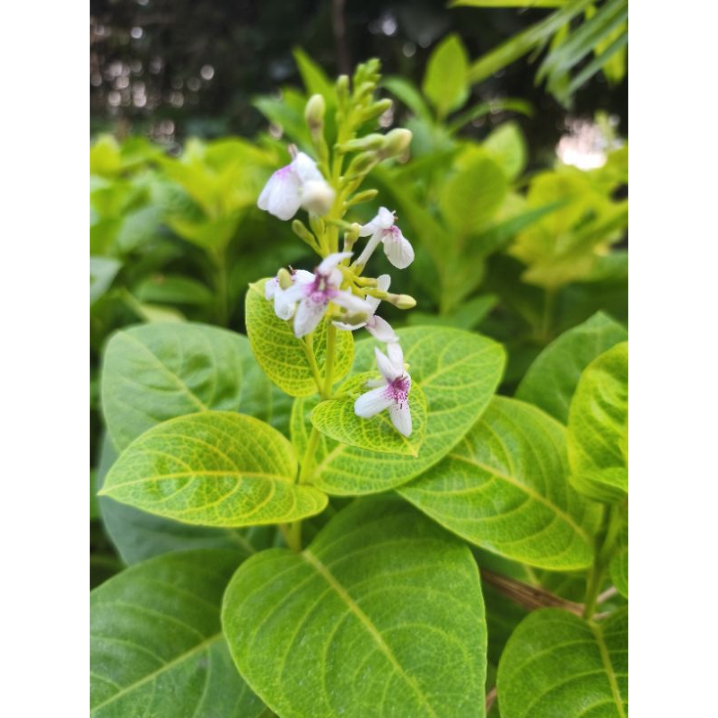 GOLDEN NET BUSH / VEINED ERANTHEMUM ( BUY 3 PLUS 1) | Shopee Philippines