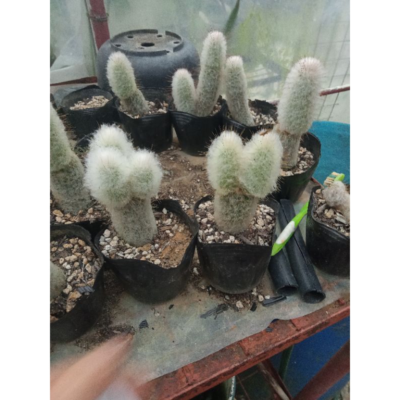 Old Old Man Cactus | Shopee Philippines