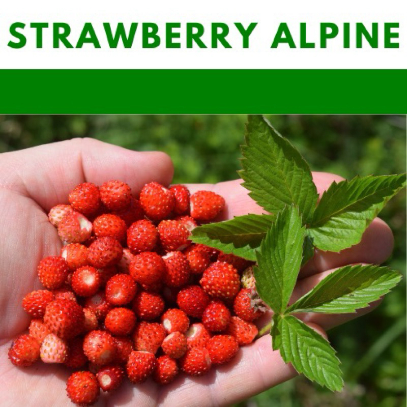 STRAWBERY ALPINE repacked seeds gardening | Shopee Philippines